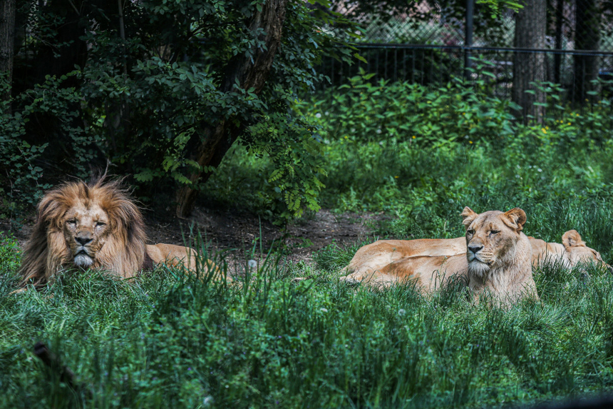 Zoo we Wrocławiu poszukuje pracowników. Lista wymagań może zaskakiwać ...