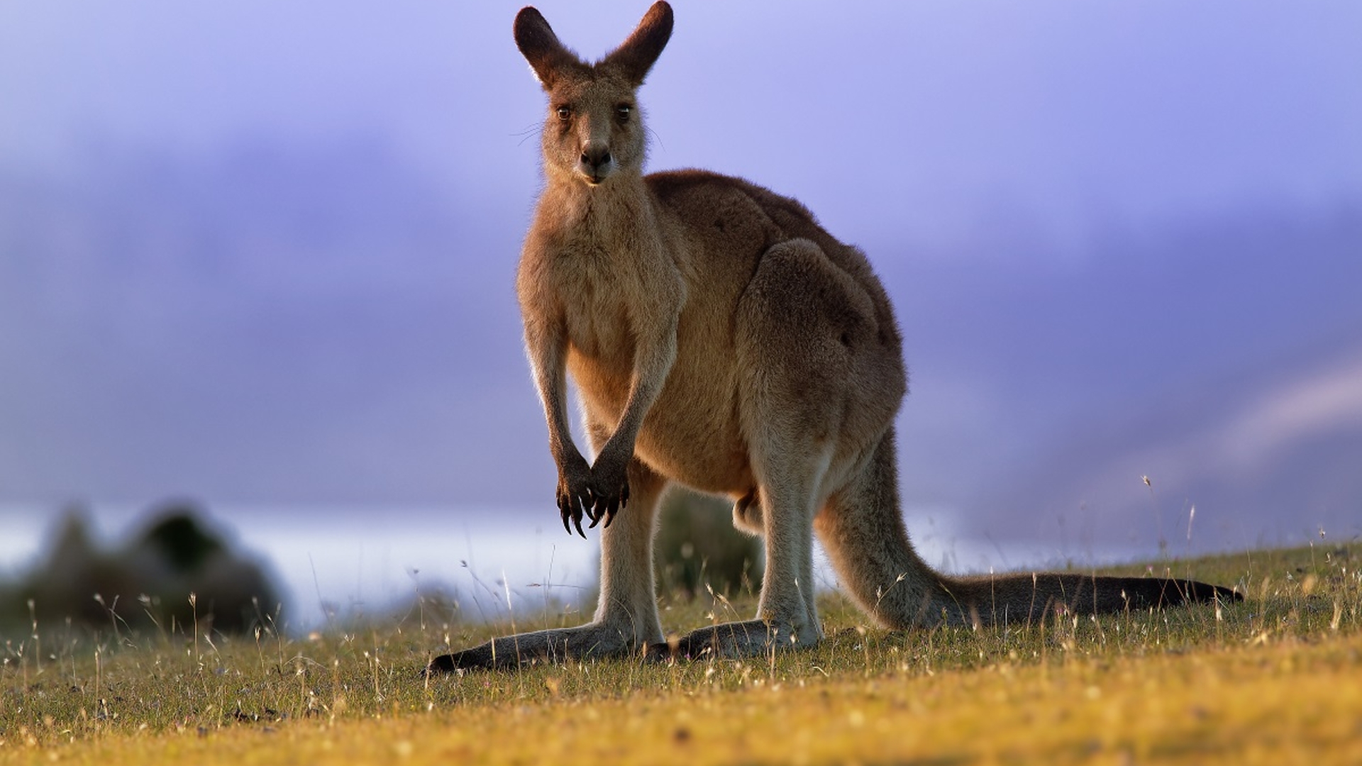 Kangury-olbrzymy odkryte w Australii. “Ponad dwa metry wysokości ...