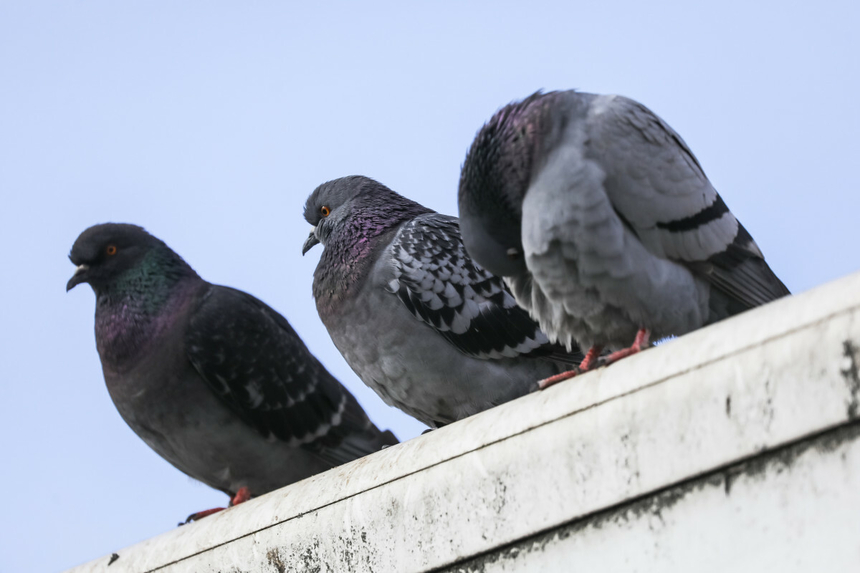 Posadź kwiaty w tym kolorze, a gołębie będą omijać balkon szerokim ...