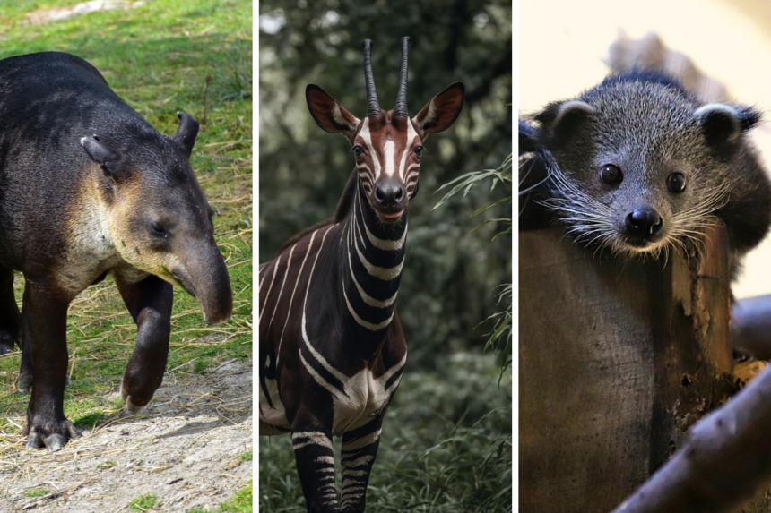 Quiz o zoo. Za 10/10 uścisk kotomisia - Wiadomości Radio ZET