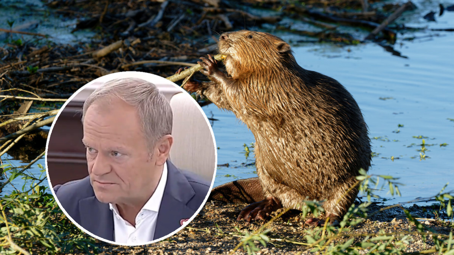 Donald Tusk uspokaja: "Będzie dobrze panie bobrze" - Wiadomości Radio ZET