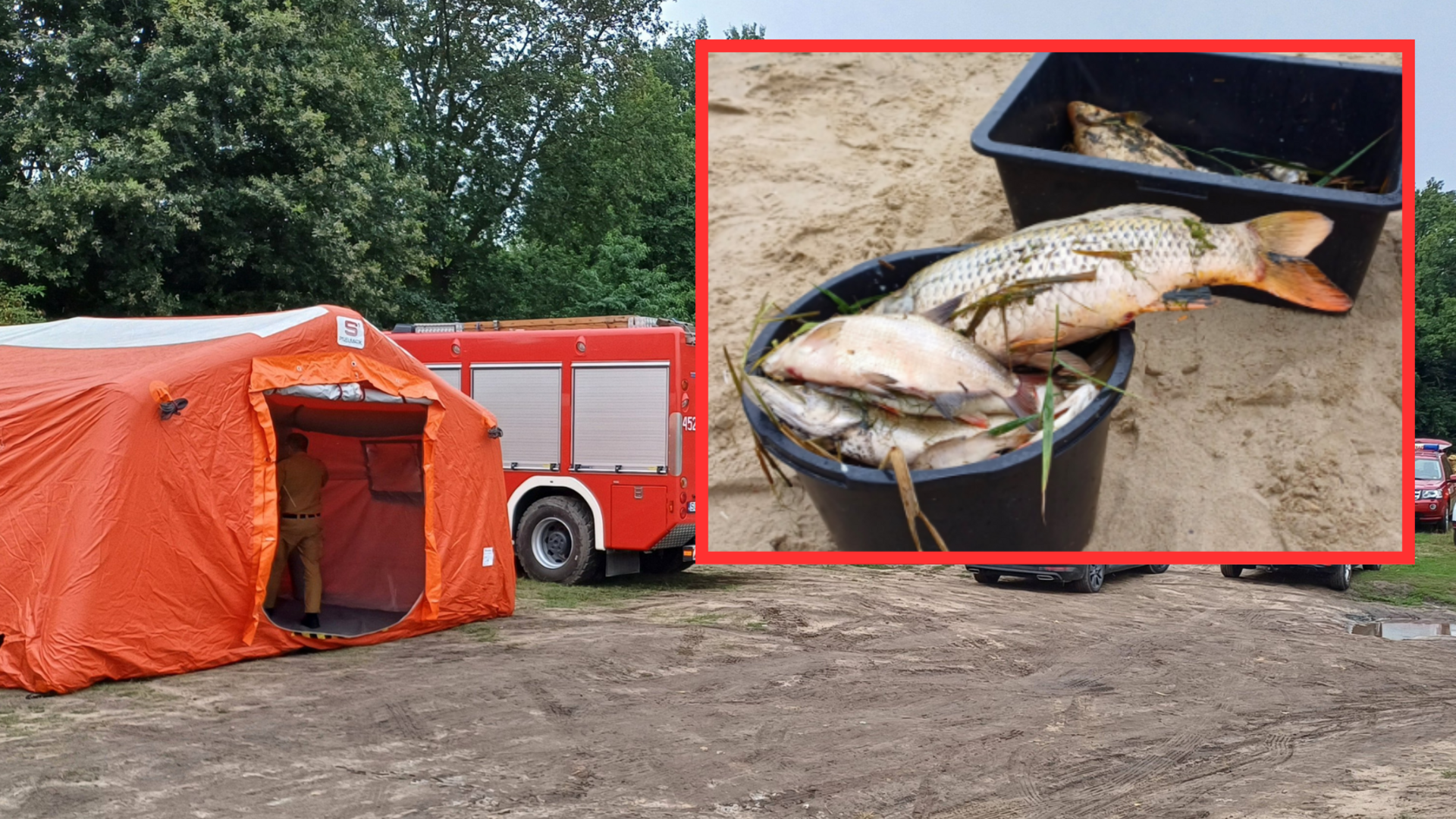 Złote algi wróciły. Wyłowiono blisko tonę śniętych ryb - Wiadomości ...