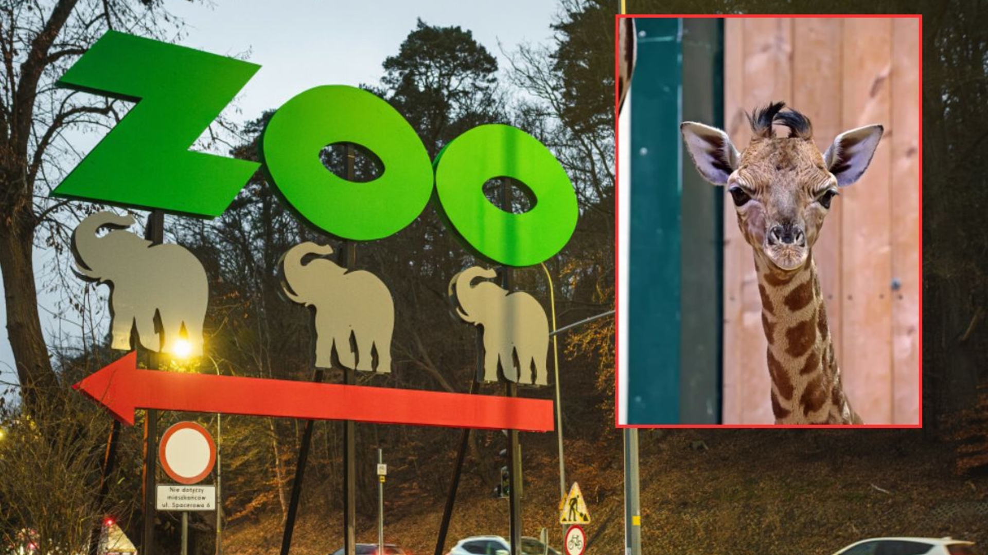 Niezwykłe narodziny w gdańskim zoo. Pierwsze takie w historii. "Rośnij ...