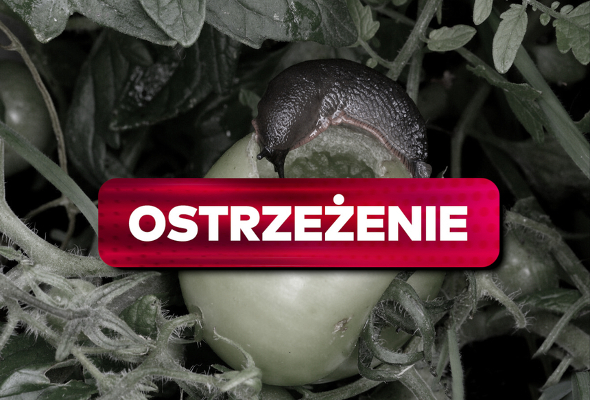 Ostrzeżenie ws. warzyw i owoców z ogrodu. Sanepid wydał komunikat ...