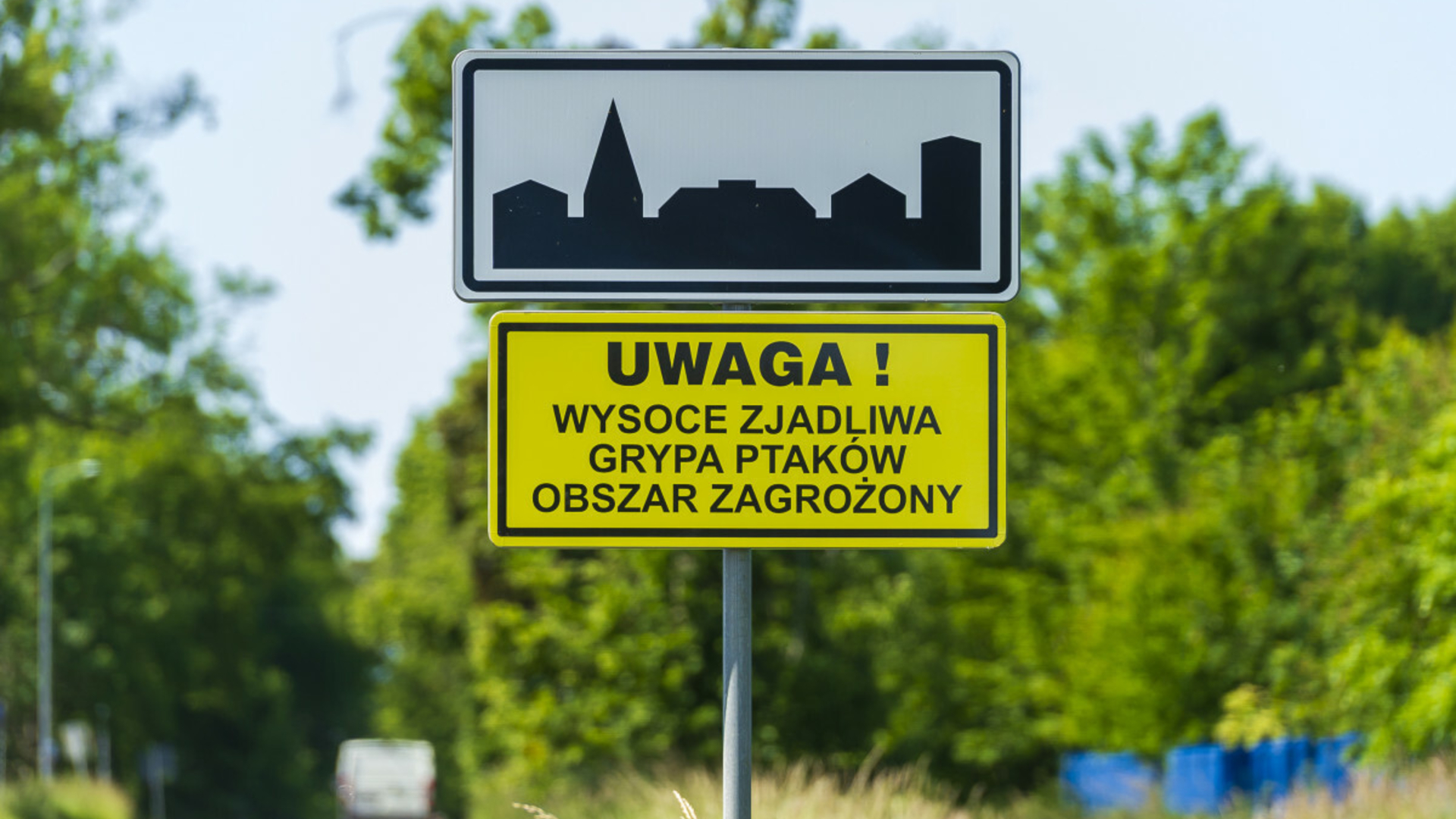 Ptasia grypa w Polsce. Do uśpienia ponad 25 tys. indyków - Wiadomości ...