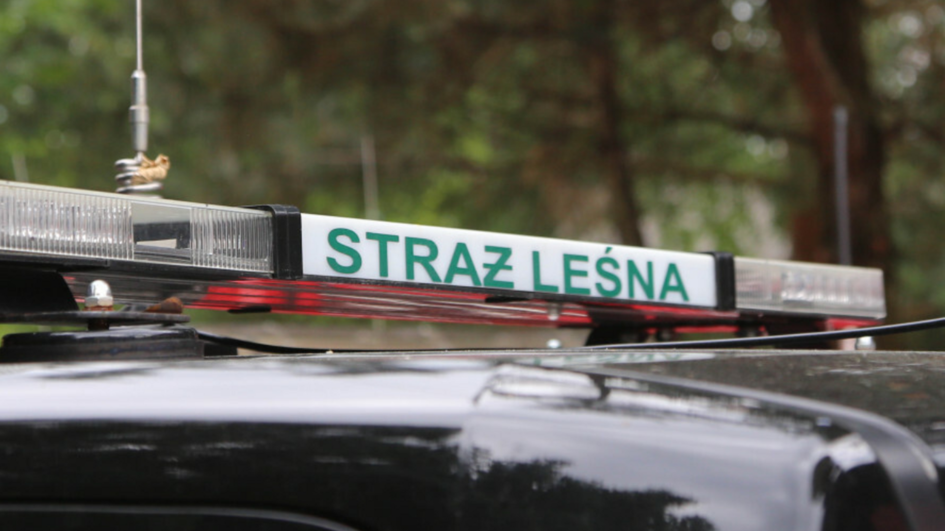 Straż leśna przeprowadza kontrole w całej Polsce. Sprawdza 2 grupy ...