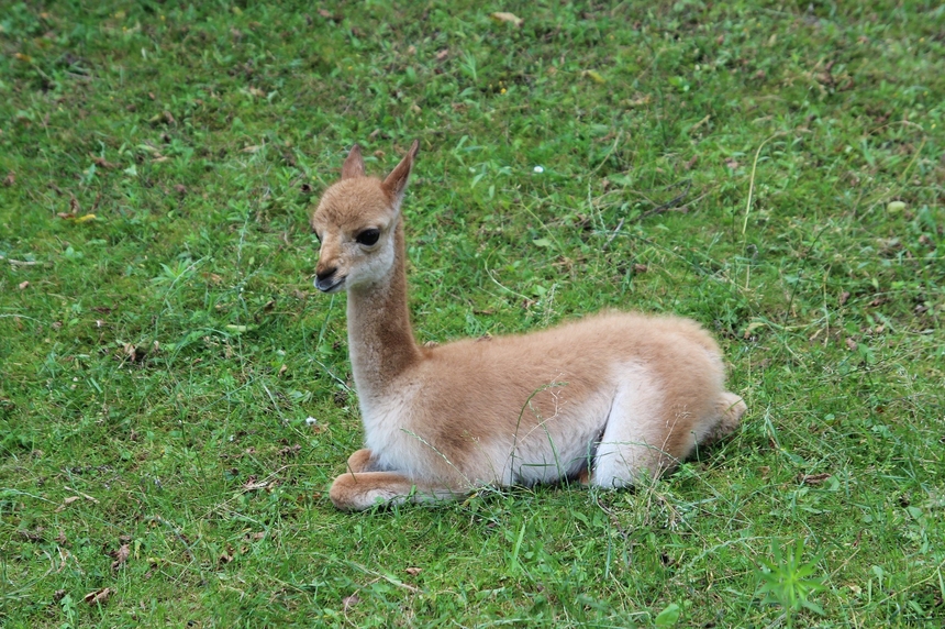 Zoo w Warszawie opublikowało zdjęcia. "Nasza piękna". Wysyp komentarzy ...