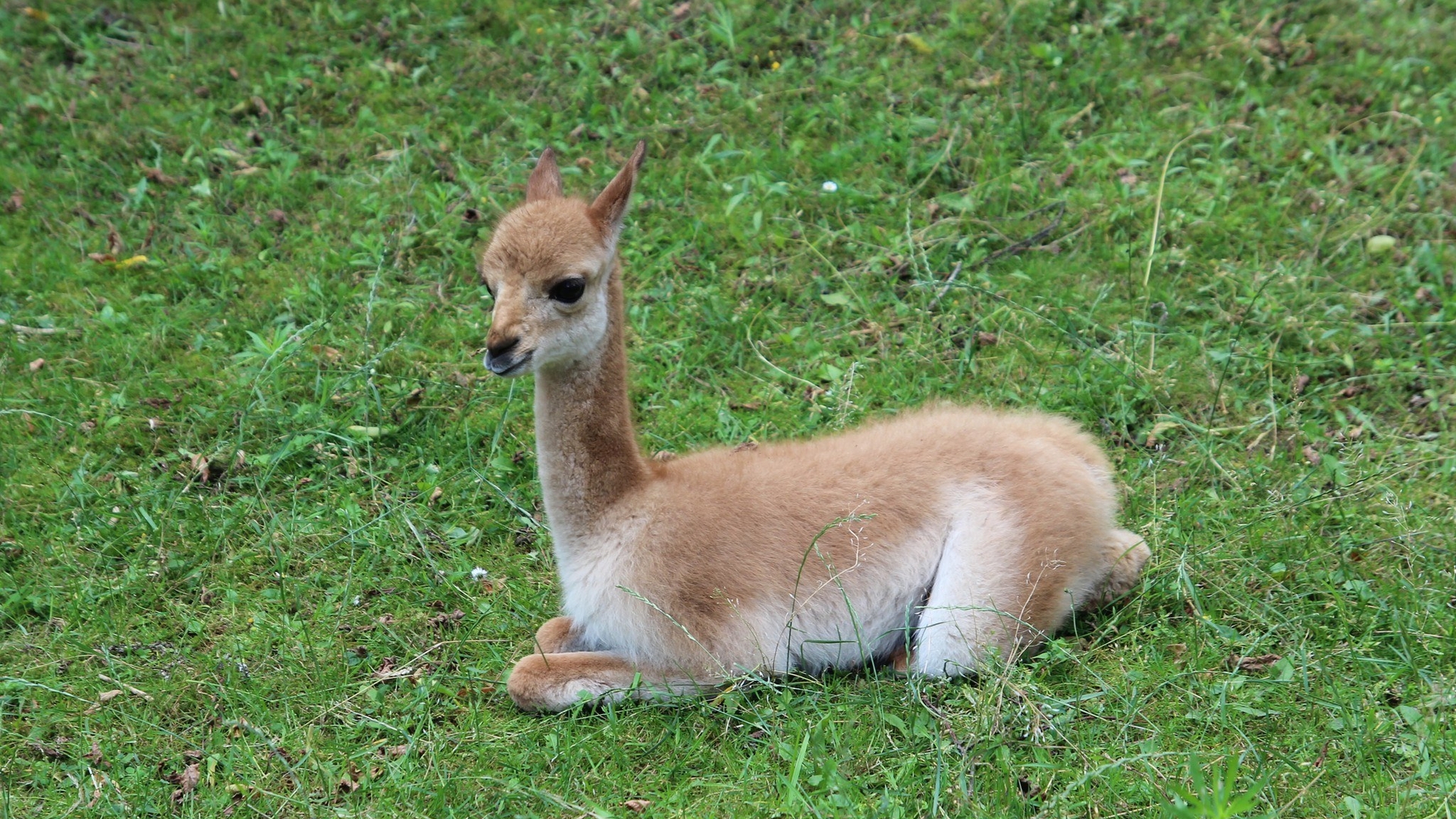 Zoo w Warszawie opublikowało zdjęcia. "Nasza piękna". Wysyp komentarzy ...