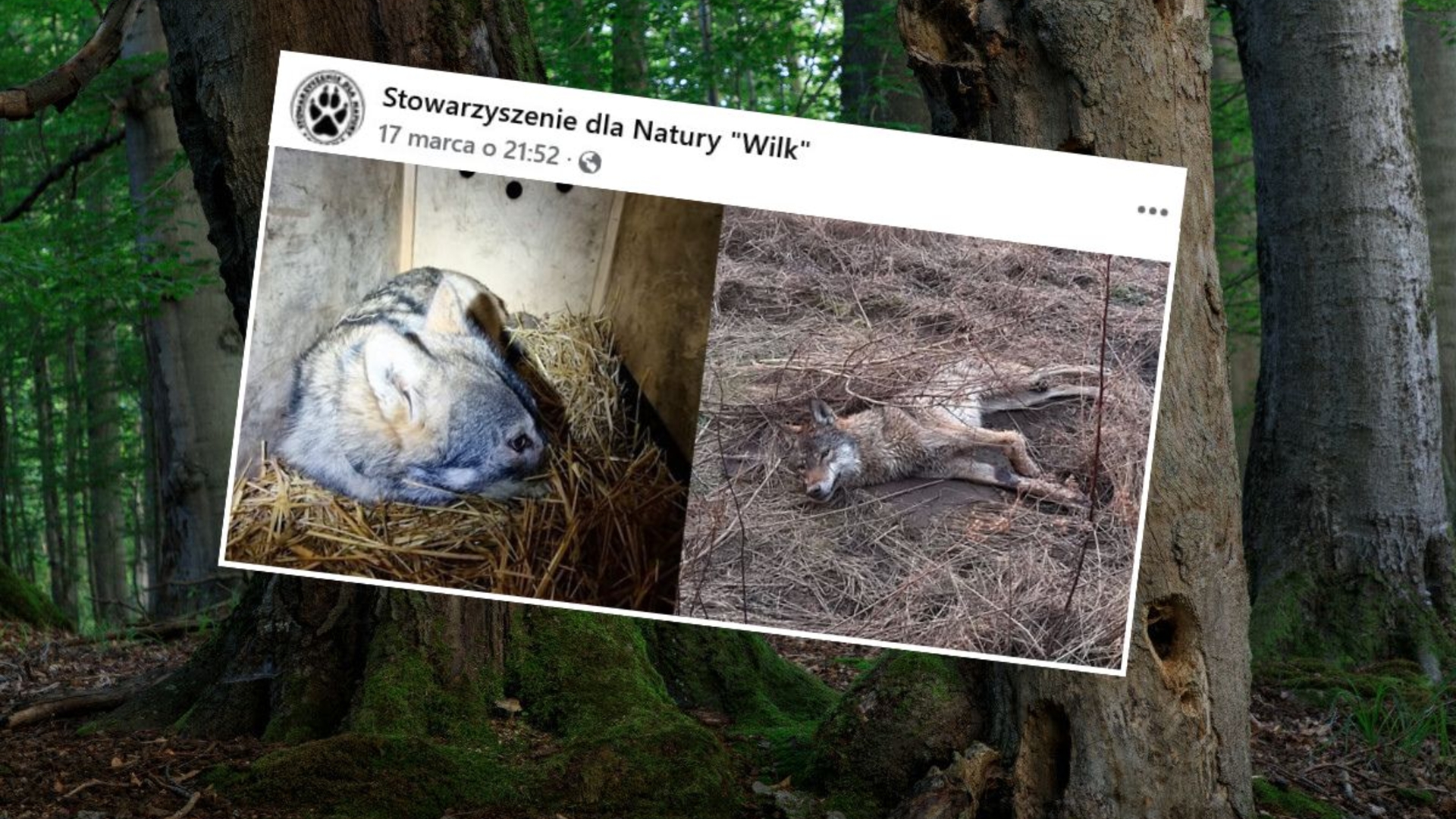 Wzruszająca historia wilków w woj. zachodniopomorskim. "Wciąż powraca w ...