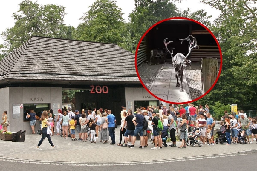 Zakrwawione poroże. Krakowskie zoo tłumaczy - Wiadomości Radio ZET