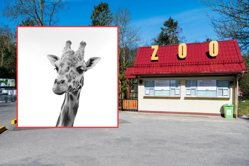 Żałoba w zoo nad Bałtykiem. Podano smutną informację. “Zmagał się z ...