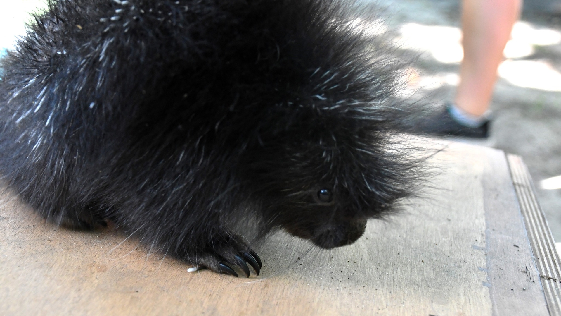 Yeti urodziła w poznańskim zoo. Jej ciało pokrywa kilkadziesiąt tysięcy ...