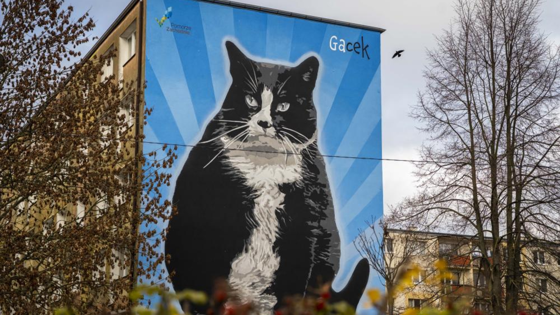 O kocie Gacku słyszał cały świat. Odsłonięto nowy mural. "Jesteś wielki ...