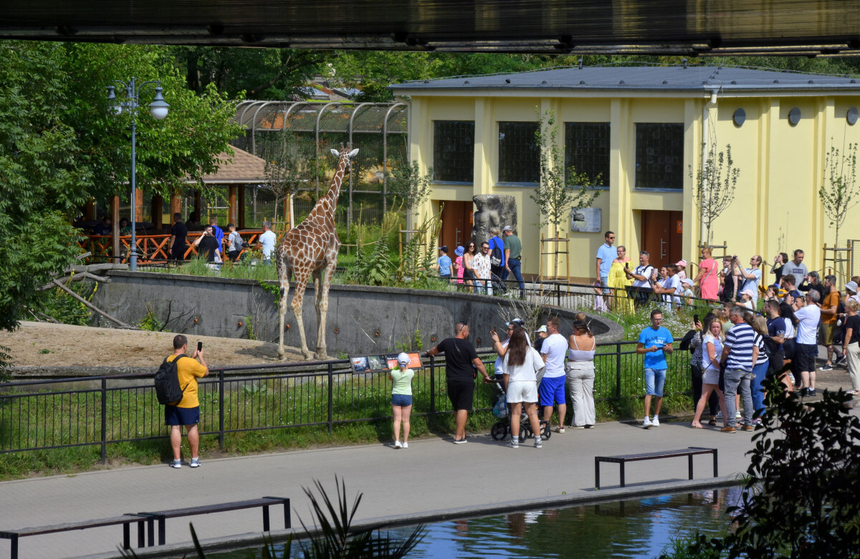 Tajemnicze zgony zwierząt we wrocławskim zoo. "Jesteśmy bardzo ...