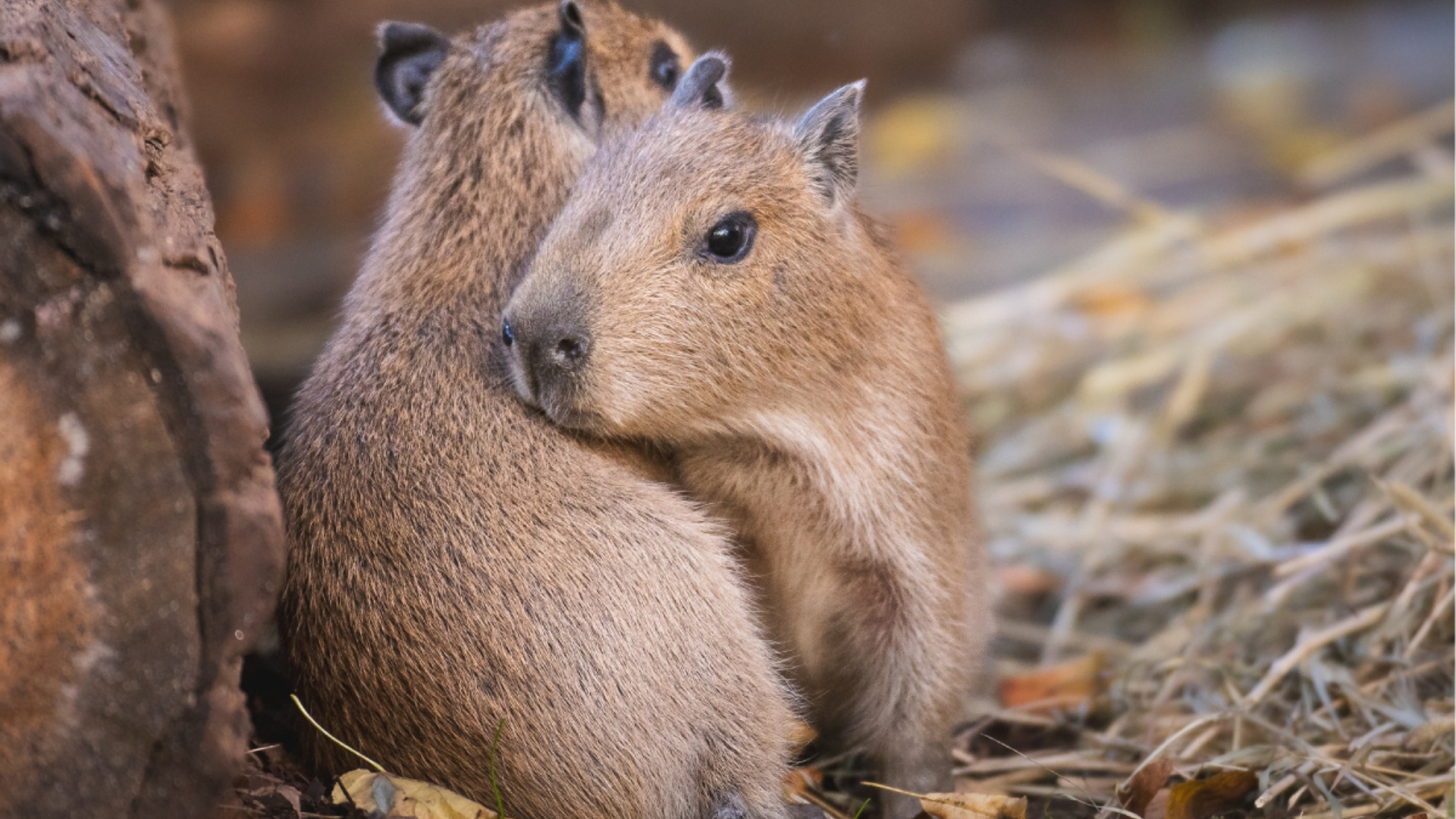 Niezwykłe narodziny we wrocławskim zoo. Przyciągają tłumy turystów ...