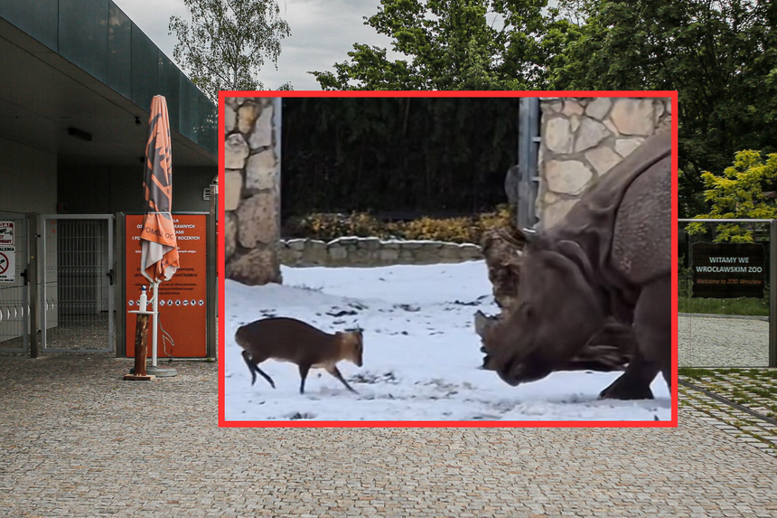 Niezwykły pojedynek we wrocławskim zoo. Nic lepszego dzisiaj nie ...