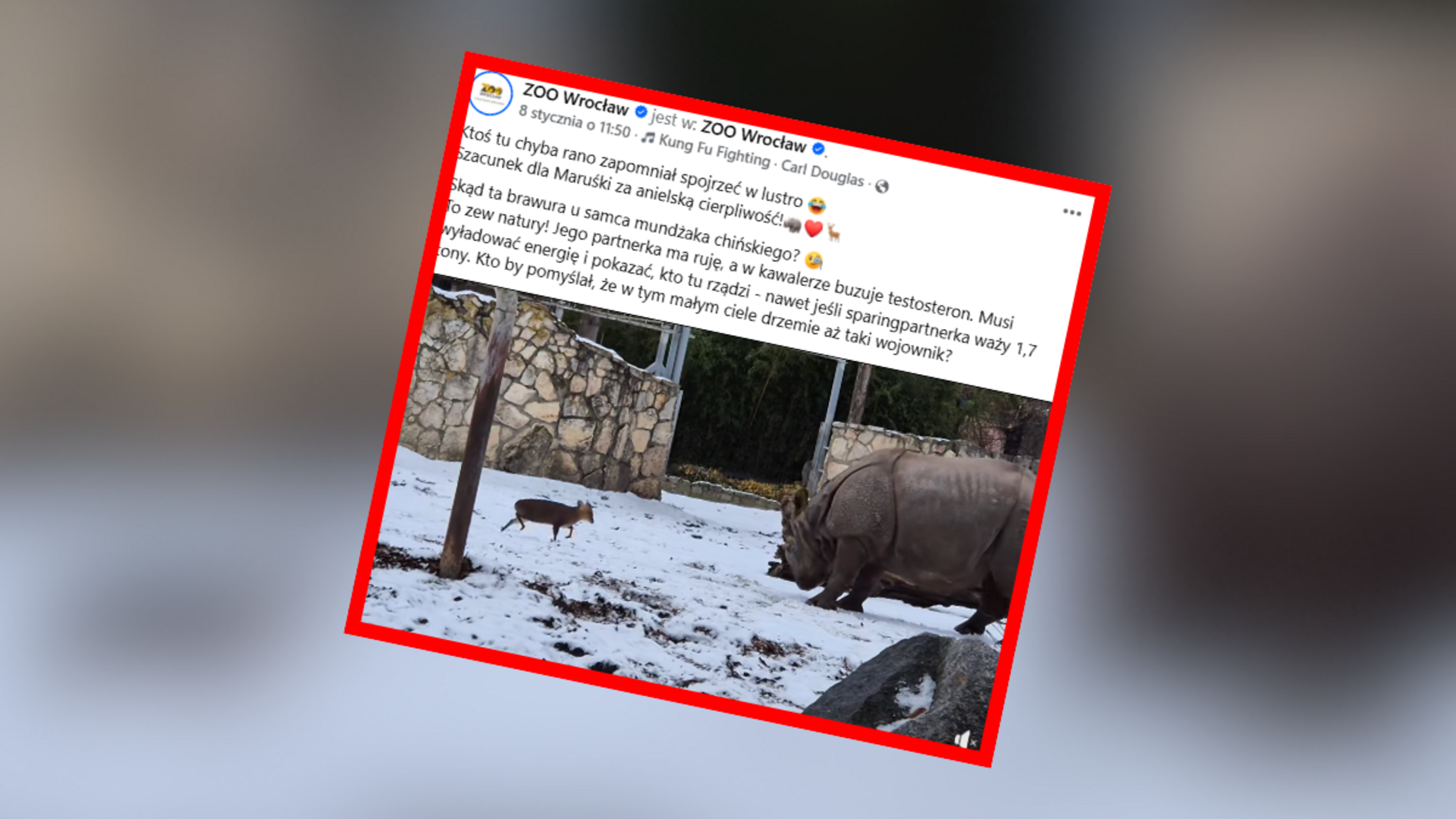 To nagranie z ZOO Wrocław obiegło cały świat. Pisze o nim nawet BBC ...