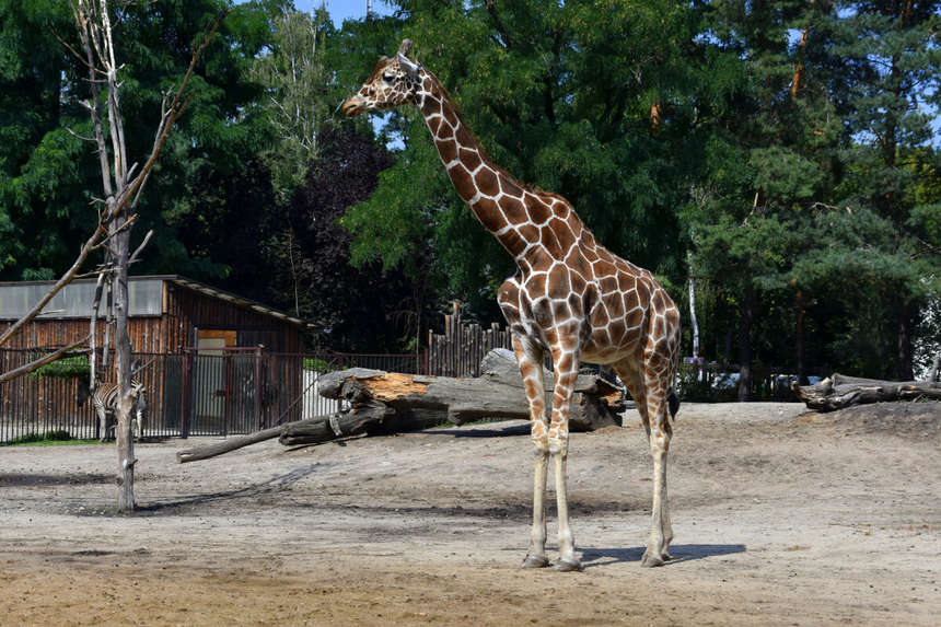 Ważny apel wrocławskiego zoo. "Dla zwierząt zaczyna się koszmar ...