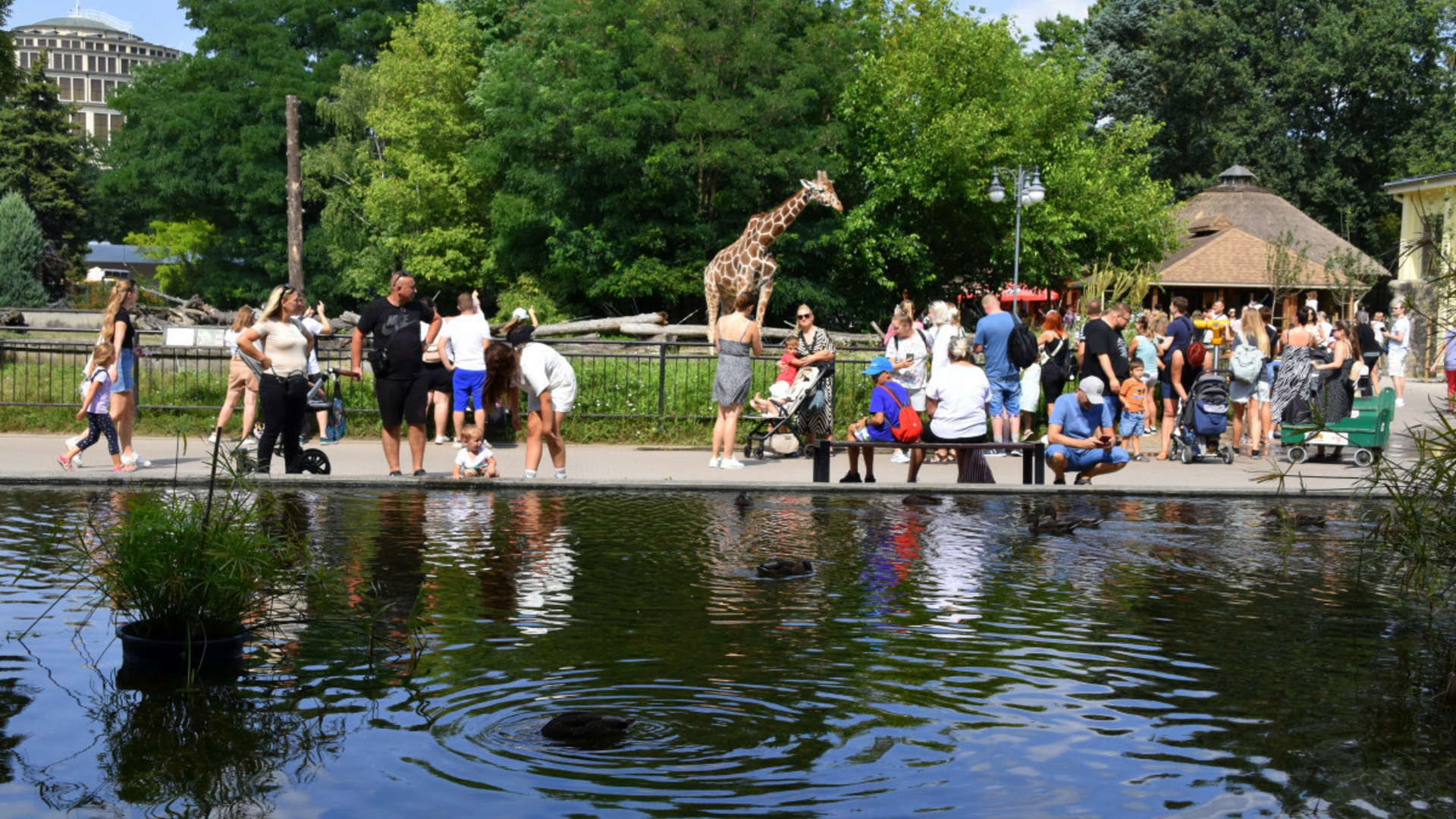 ZOO Wrocław szykuje dla odwiedzających specjalne atrakcje. Będą darmowe ...