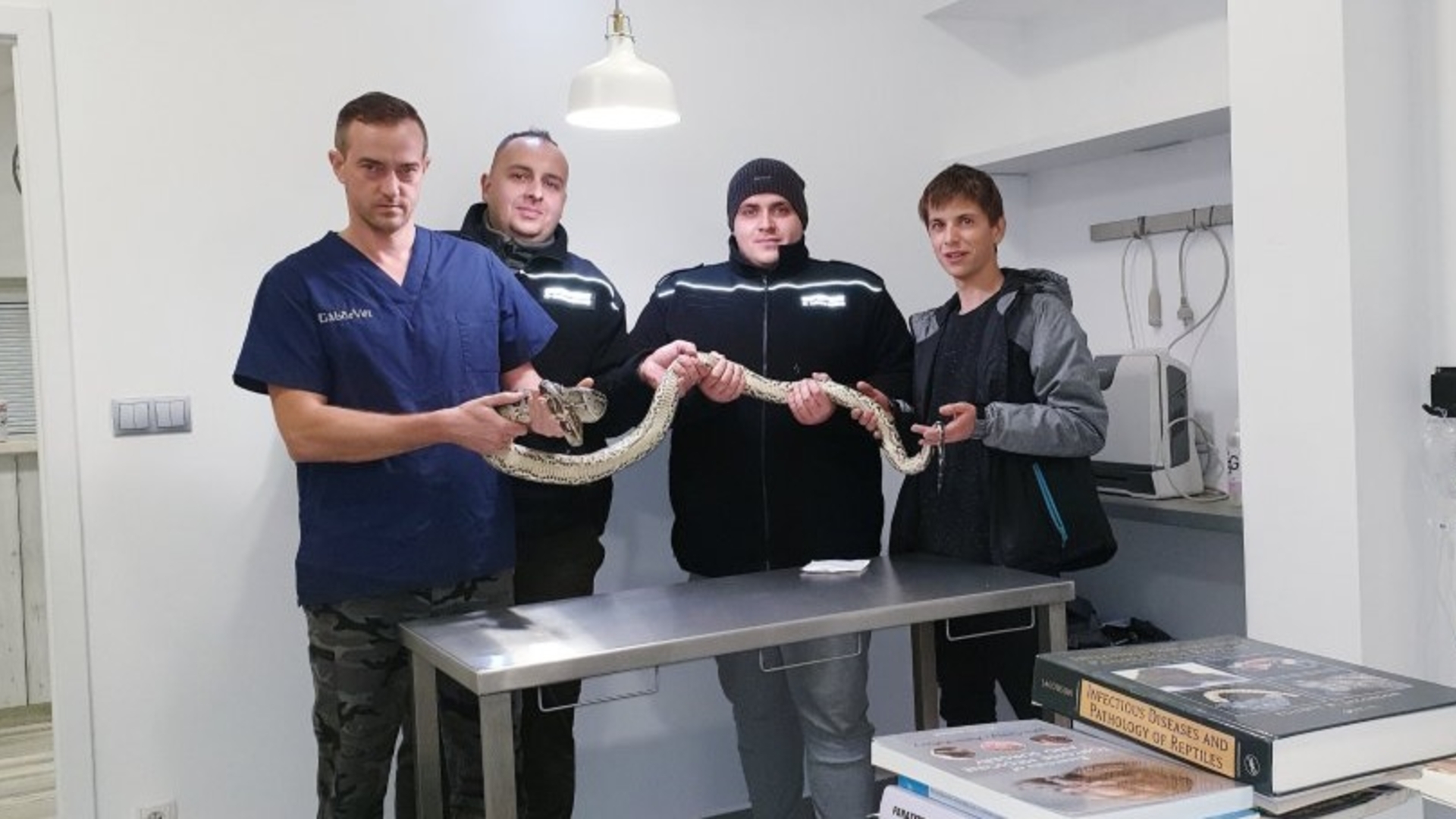 Znaleziony pyton tygrysi został uśpiony - Wiadomości Radio ZET