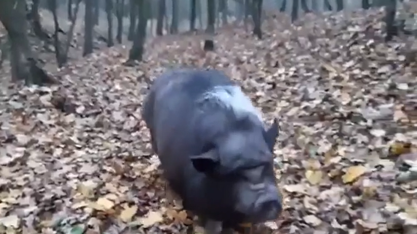 Czerniejewo. Odnalazł się prosiak Stefan. Szukała go cała Polska ...