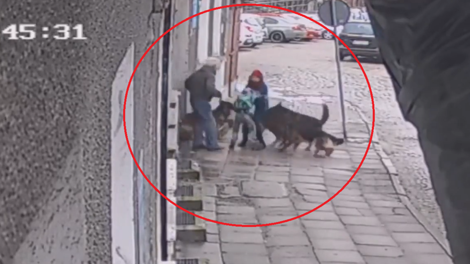 Gdańsk. Przerażenie w kamienicy. Cztery wilczury zaatakowały kobietę z ...